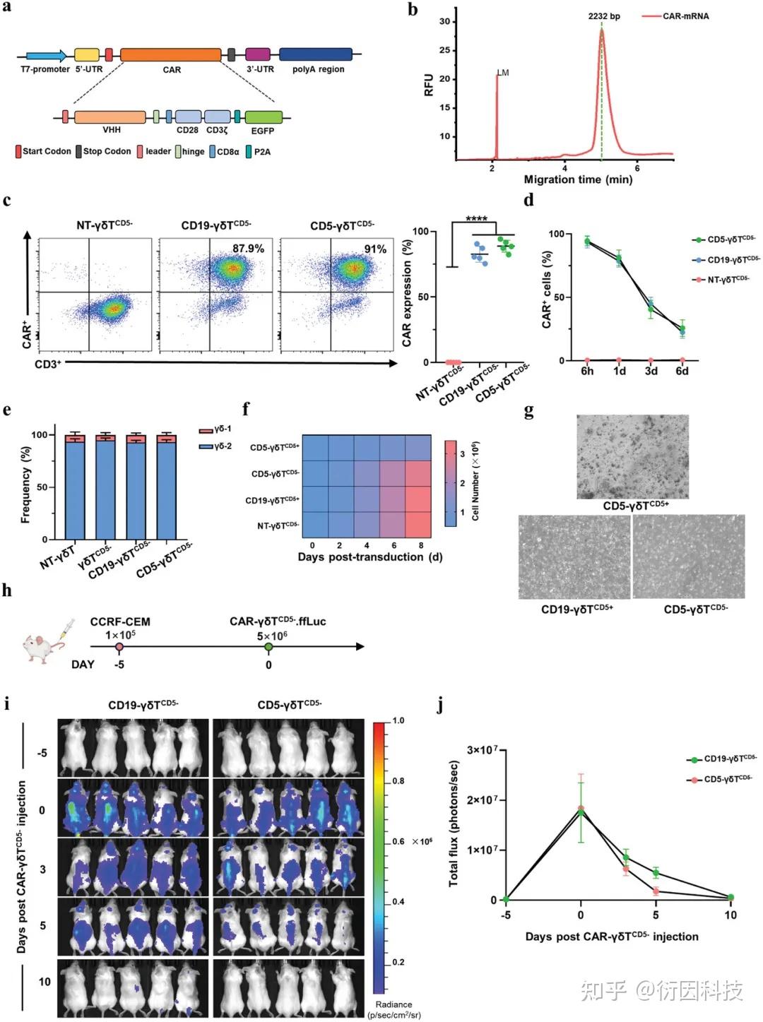 敲除CD5，并利用mRNA工程化的CD5-CAR-γδT细胞，用于T-ALL免疫治疗 - 知乎