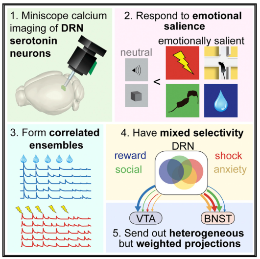 Neuron：5-HT能神经系统如何调节动物广泛多样的行为？ - 知乎