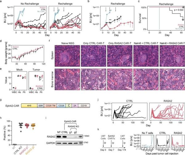 nature前沿为2023年国自然提供研究思路：CAR - T细胞治疗新靶点RASA2带来了可持久击杀肿瘤的T细胞 - 知乎