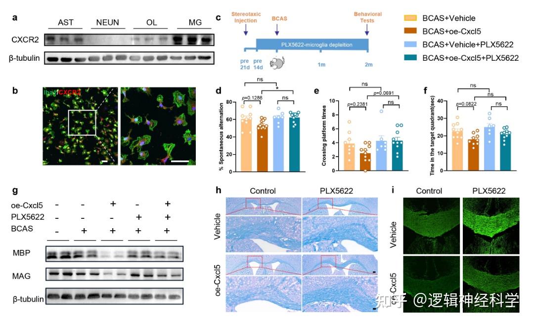 J Neuroinflammation︱南京大学医学院附属鼓楼医院徐运/邱树卫团队揭示星形胶质细胞源性CXCL5在慢性缺血性脑白质损伤中的作用 ...