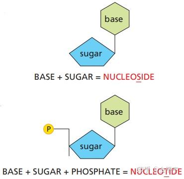 图版2-7 核苷酸概述 - 知乎