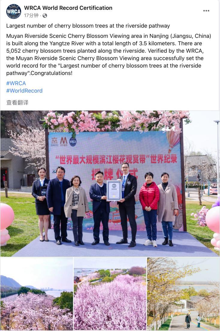 南京滨江樱花带成为世界之最｜WRCA权威认证 - 知乎