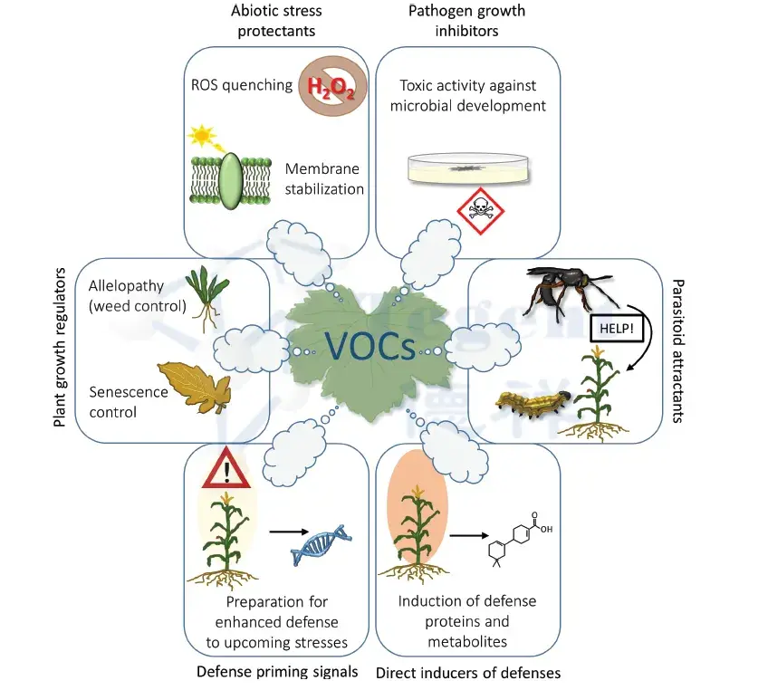 想要有效采样植物BVOC，这几个关键你一定要知道！ - 知乎