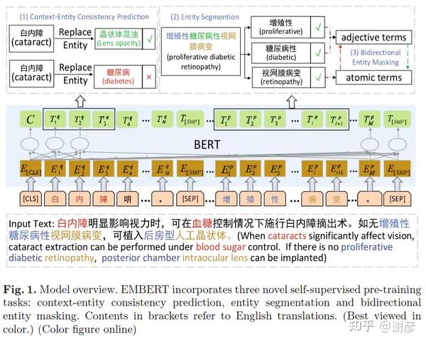 论文阅读_医疗NLP模型_ EMBERT - 知乎