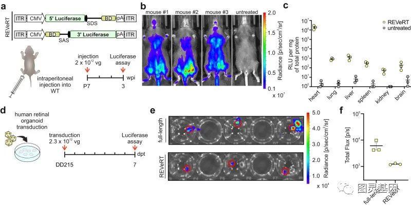 Nat Comm | 双AAV方法使基因编辑更加灵活 - 知乎