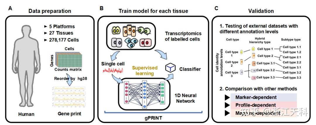 浙江天科助力浙大陈晓团队在生物学顶级期刊上发表关于疾病特异性细胞亚型统一注释新算法（gPRINT算法）的文章 - 知乎