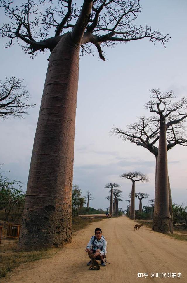 马达加斯加猴面包树，宛如巨大的神柱，景色太棒了 - 知乎
