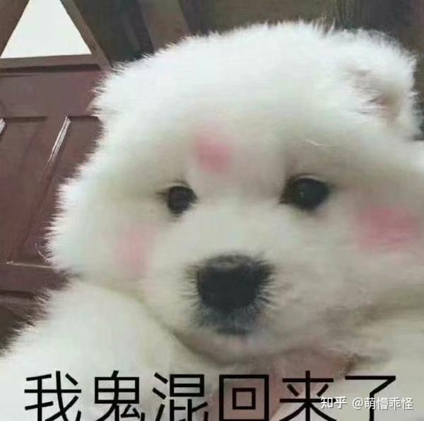 分享一些狗狗表情包(›´ω`‹ ) - 知乎