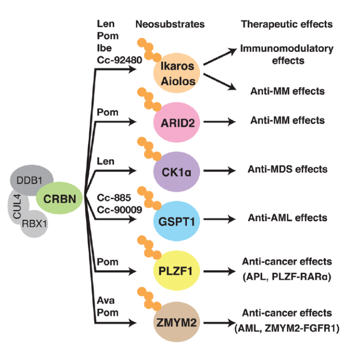 CRBN配体的作用和最新进展 - 知乎