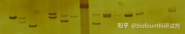 SSR 和 ISSR 标记有什么区别 - 知乎