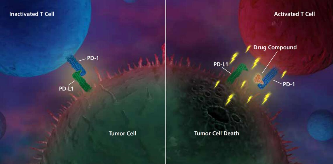 Nat Rev | 癌症中调节PD-L1表达的机制和新型小分子疗法的机遇 - 知乎