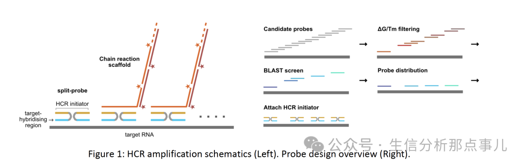 HCR-probe探针设计-R语言版本(一） - 知乎