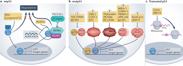 Nat Biotech | 癌症中p53的药物治疗:一种蛋白，多个靶点 - 知乎