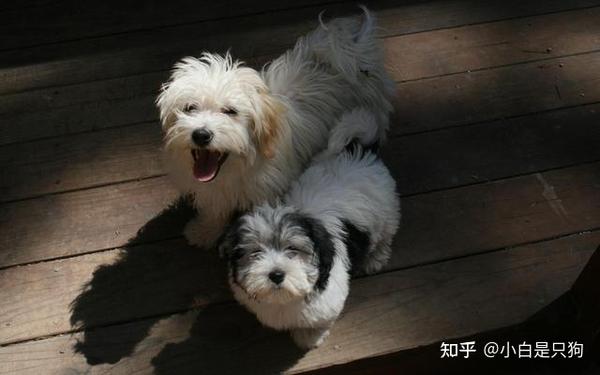 原来“哈瓦那犬”的优点这么多，难怪这么受欢迎 - 知乎