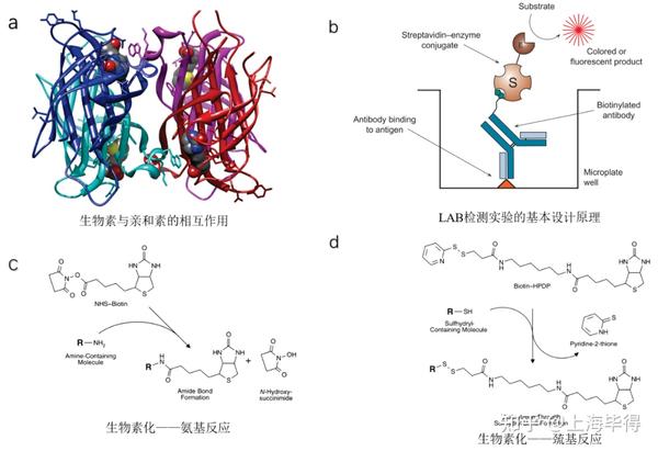 Biotin-linker：化学生物学中的独特应用 - 知乎