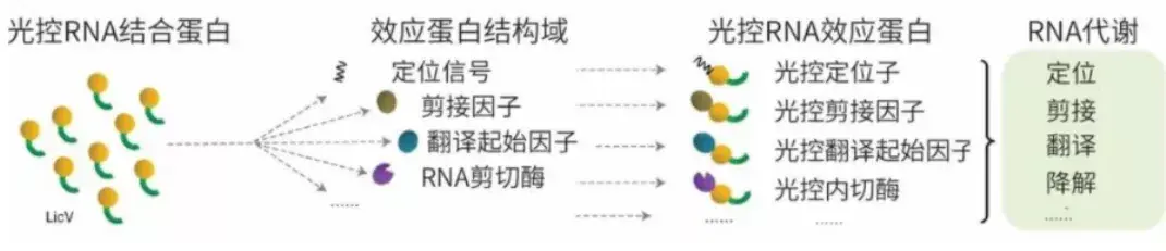 为RNA研究打造“眼和手”，华东理工杨弋团队开发工程化的光开关RNA，结合蛋白可实现RNA功能和代谢的光遗传控制 - 知乎