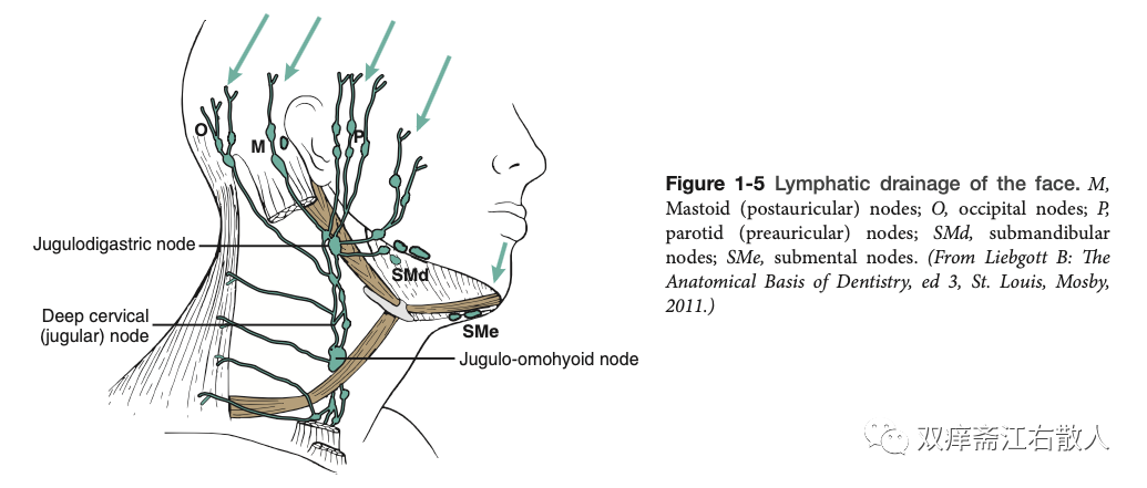 【Note】Head and neck anatomy, Lymphatic drainage - 知乎