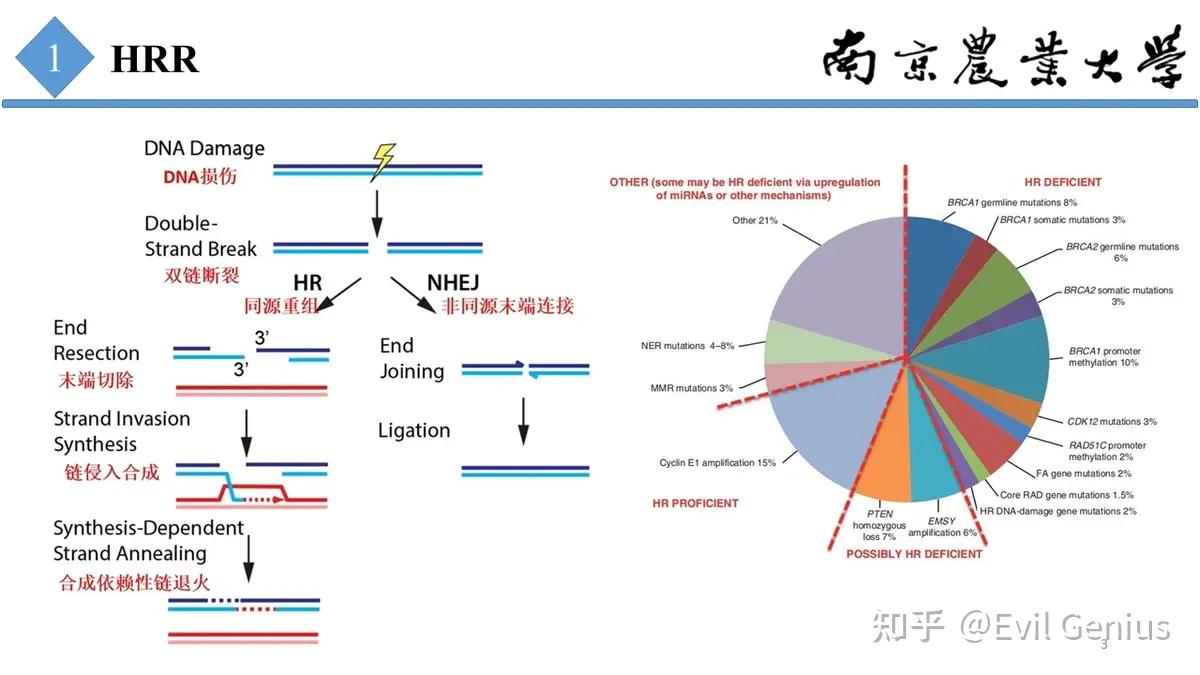 以往内容梳理--HRD与MRD - 知乎