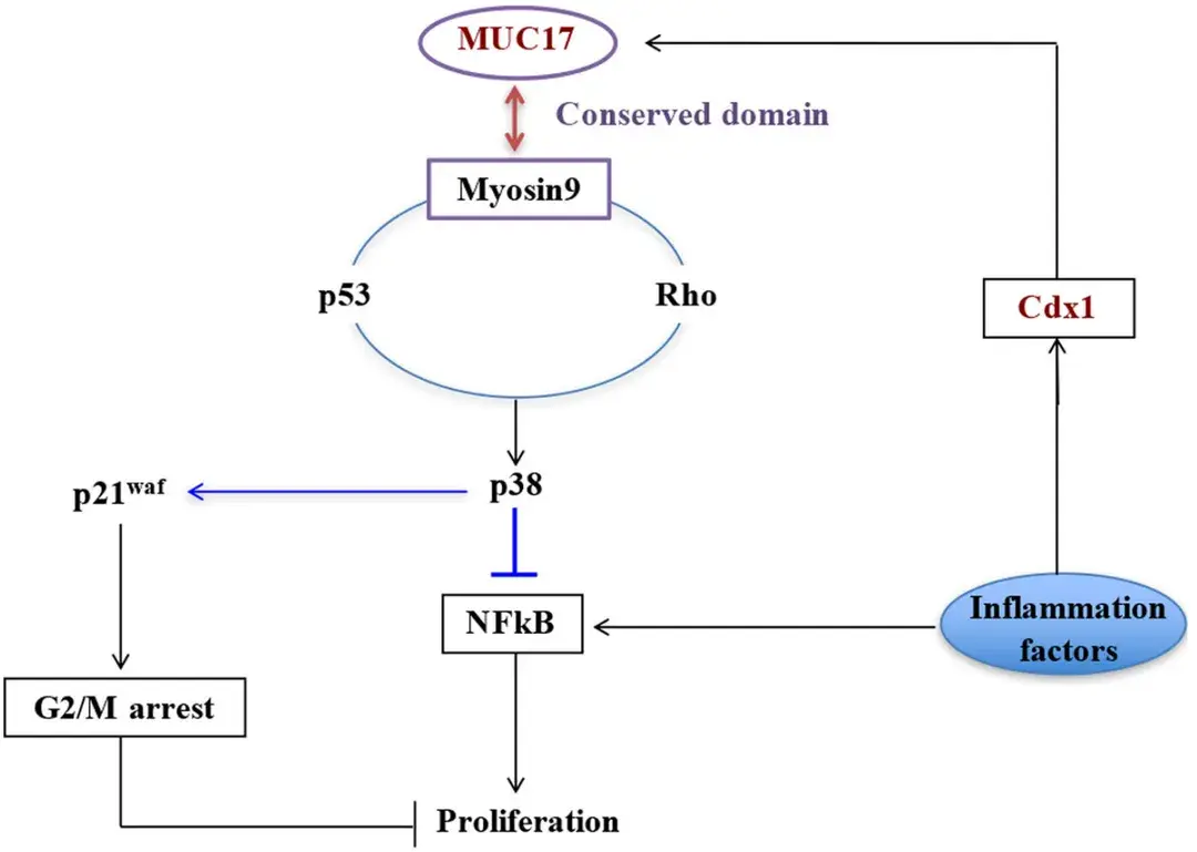 MUC黏蛋白，肿瘤免疫治疗潜力新星 - 知乎