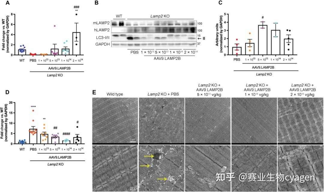 【每周一鼠】LAMP-2——自噬研究的重要靶点 - 知乎