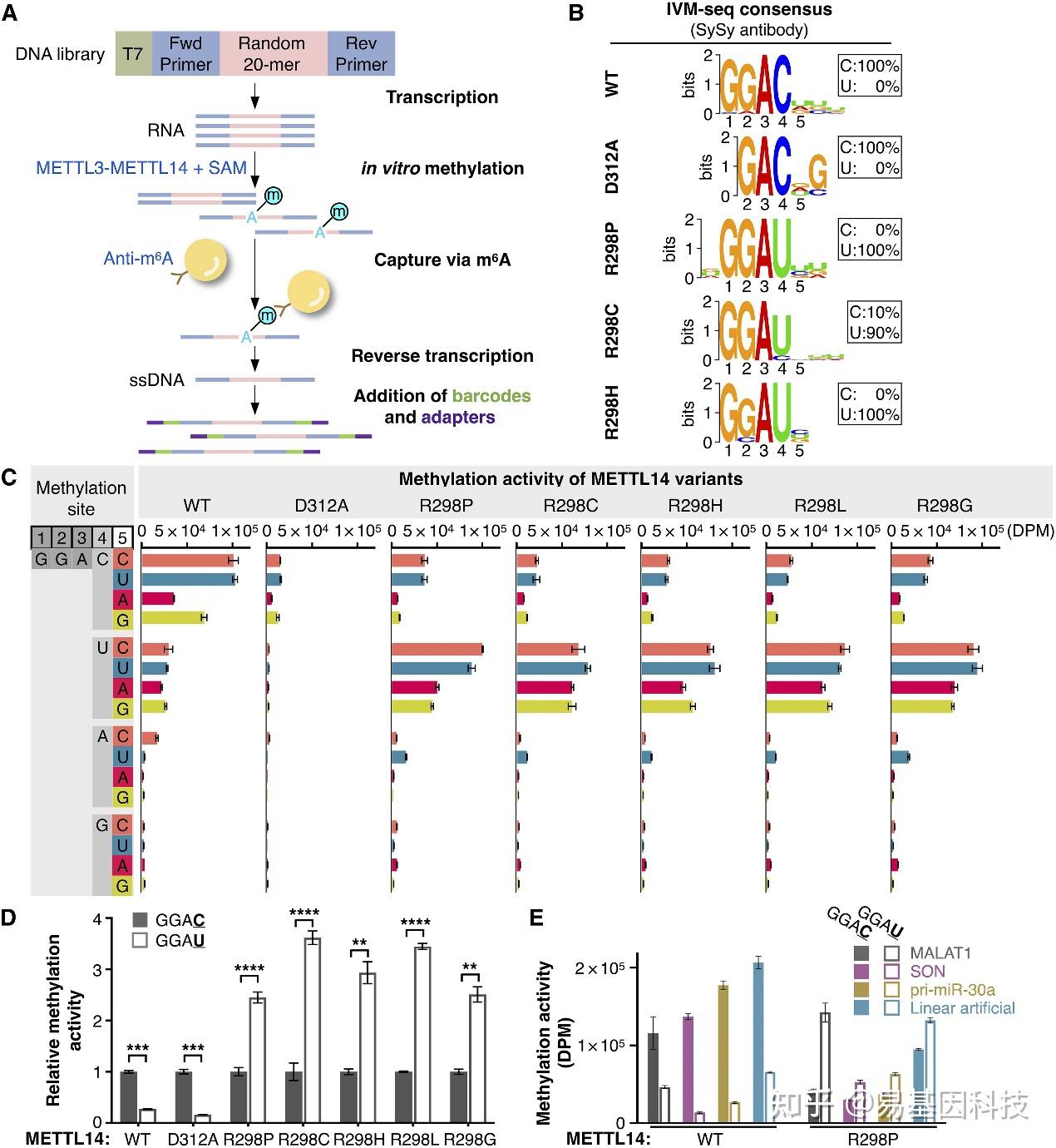 Sci Adv：MeRIP-seq揭示METTL3-METTL14特异性重编程m6A RNA甲基化修饰并促进肿瘤进展 | 医学研究 - 知乎