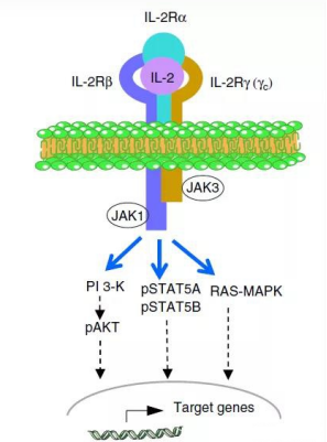 酵母表面展示技术在蛋白改造中的应用 - 知乎