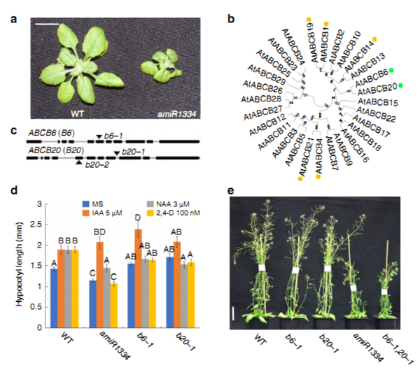转录组水平amiRNA筛选鉴定拟南芥激素运输功能基因 - 知乎