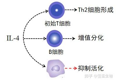 一文全面了解细胞因子 - 知乎