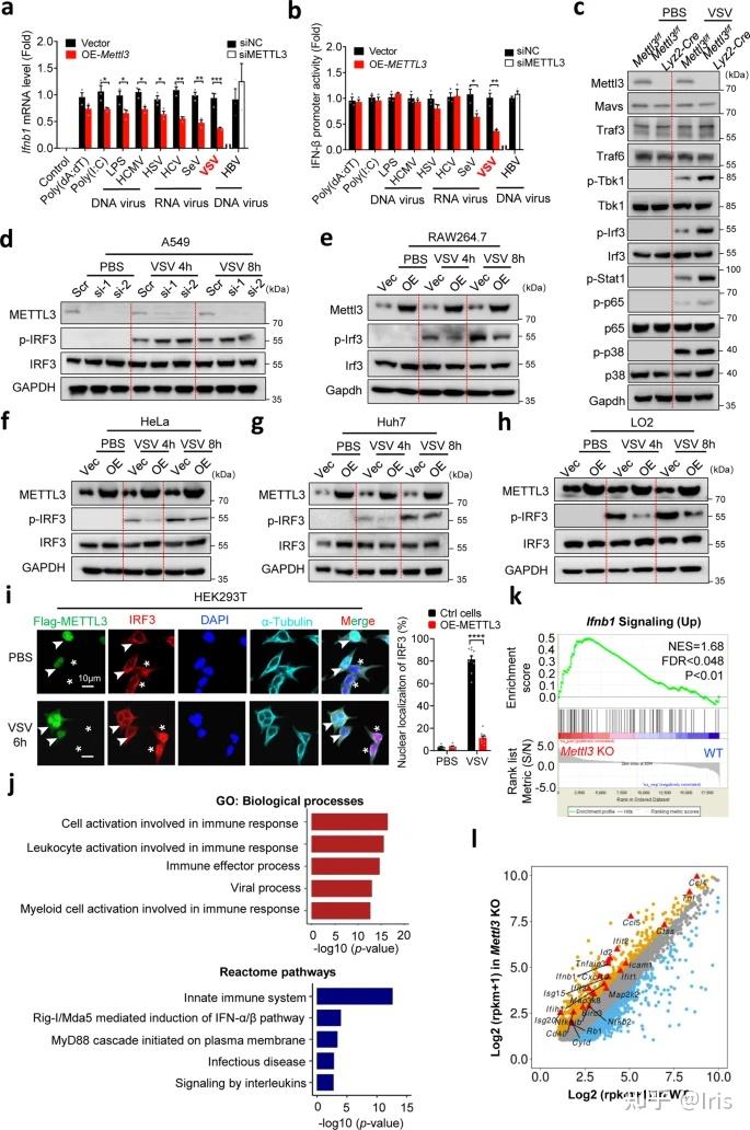 Nat Comm | N6甲基腺苷 RNA修饰通过重塑双链RNA抑制抗病毒先天传感途径 - 知乎