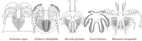【地球演义】海蝇小传（下）：残雪 - 知乎