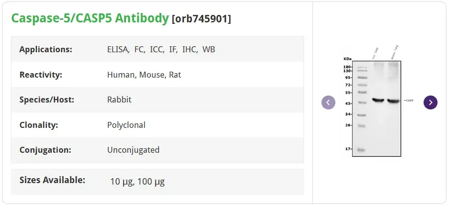 【Biorbyt科研专题】细胞焦亡的信号通路 - 知乎