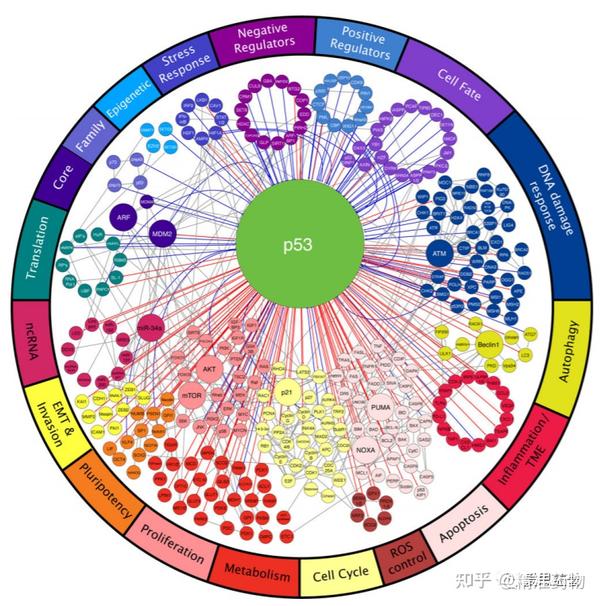 【靶点】P53 - 知乎