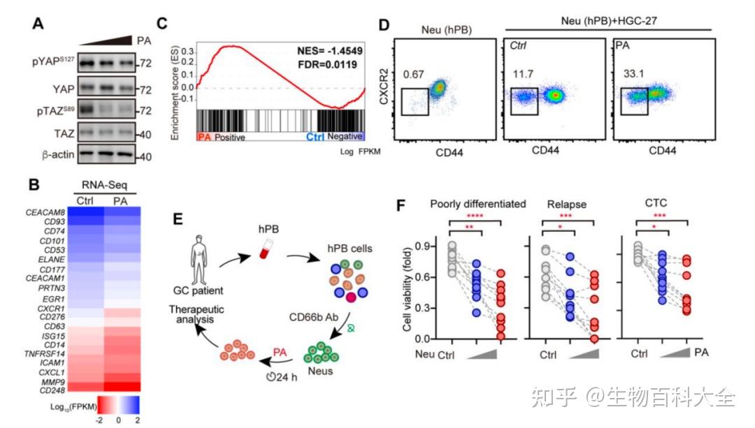 单细胞项目文章|CXCR2−CD44−肿瘤特异性中性粒细胞通过YAP/TAZ-CD54轴抑制胃癌 - 知乎
