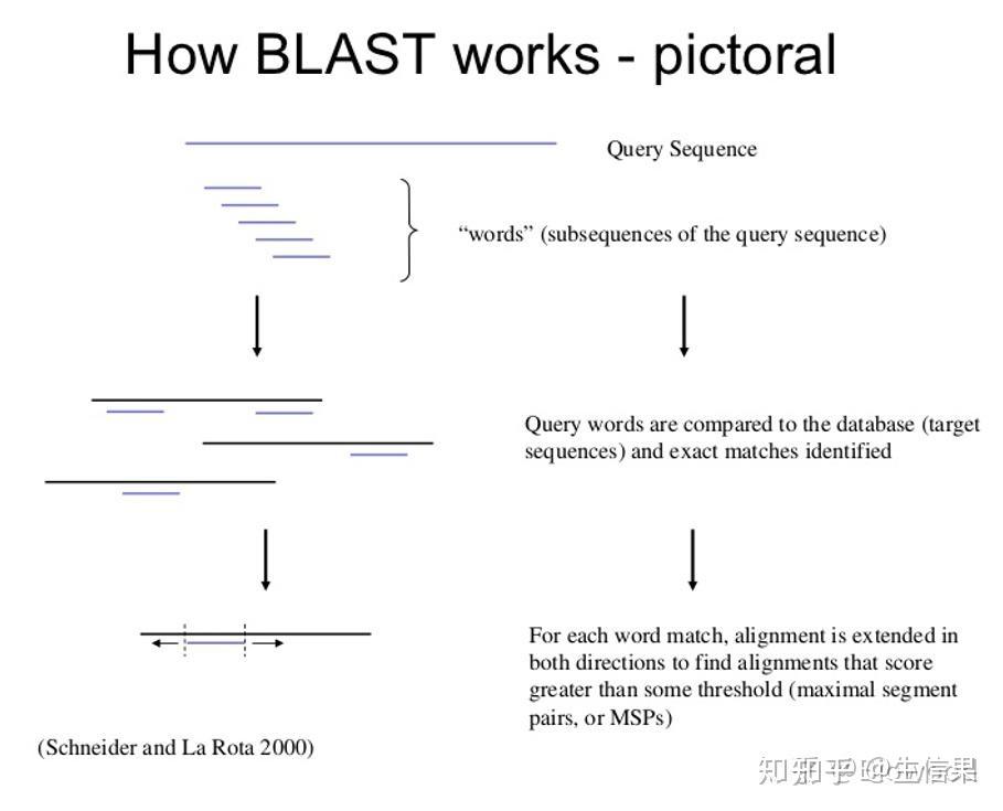 十分钟吃透blast比对底层逻辑并实操 - 知乎