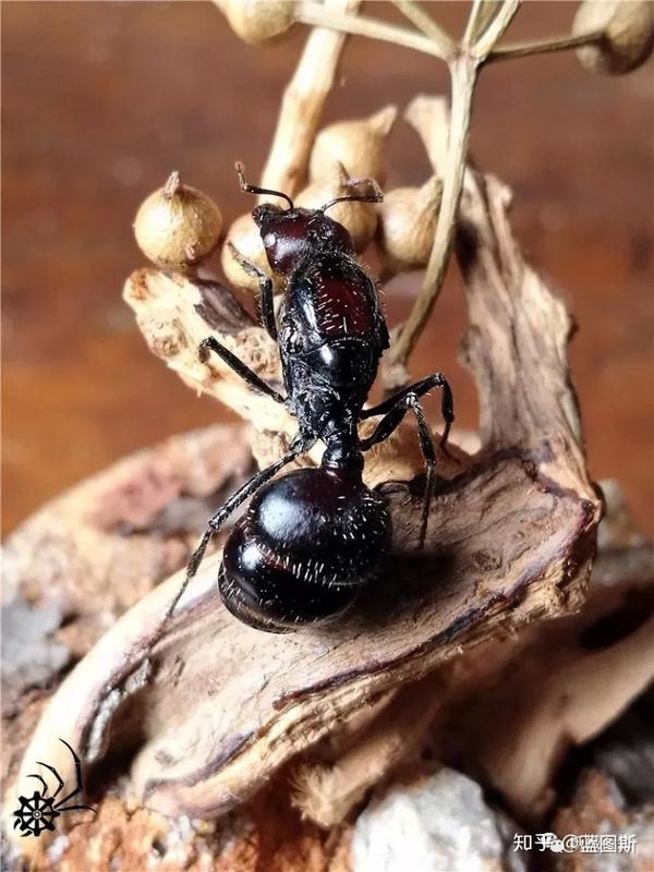 肯尼亚收获蚁 Messor cephalotes 情景标本 - 知乎
