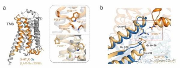 研究揭示血清素5-HT6受体高组成性活性的分子机制 - 知乎