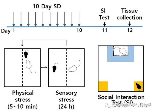 动物抑郁行为实验专题丨慢性社会挫败模型的建立方法及注意事项 - 知乎