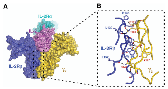 IL-2/IL-2R研究简史 - 知乎