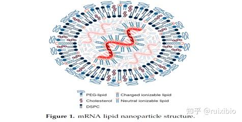 瑞禧带你了解mRNA疫苗递送脂质体/可电离化脂质体Dlin-MC3-DMA/细胞转染或病毒转染脂质体 - 知乎