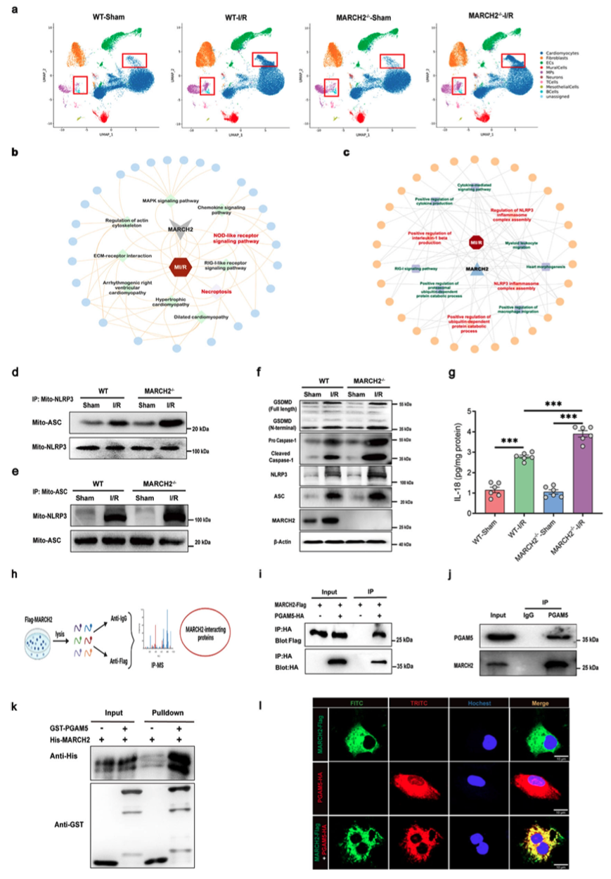 Cell Discovery丨IF：33.5丨MARCH2通过抑制焦亡从而保护心肌缺血再灌注损伤 - 知乎