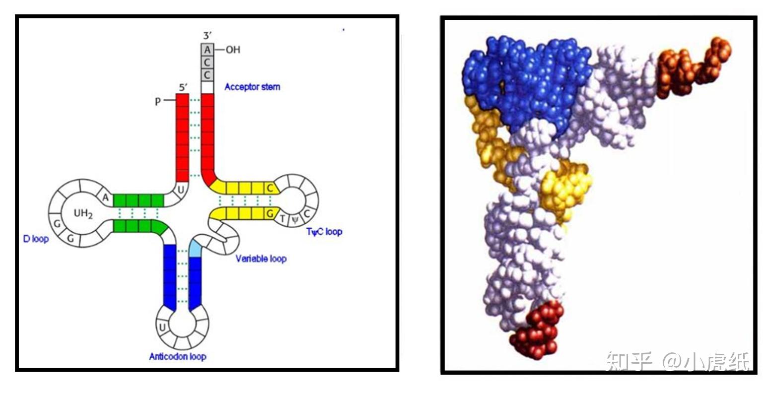 如何判断核糖体在mRNA上的移动方向？ - 知乎