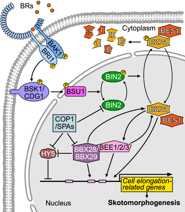 Plant Cell | 兰州大学林芳课题组揭示BBX28和BBX29整合光信号和油菜素内酯信号调控植物生长发育的新机制 - 知乎