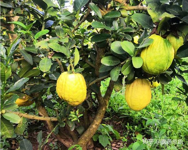 带你识别香橼 - 知乎