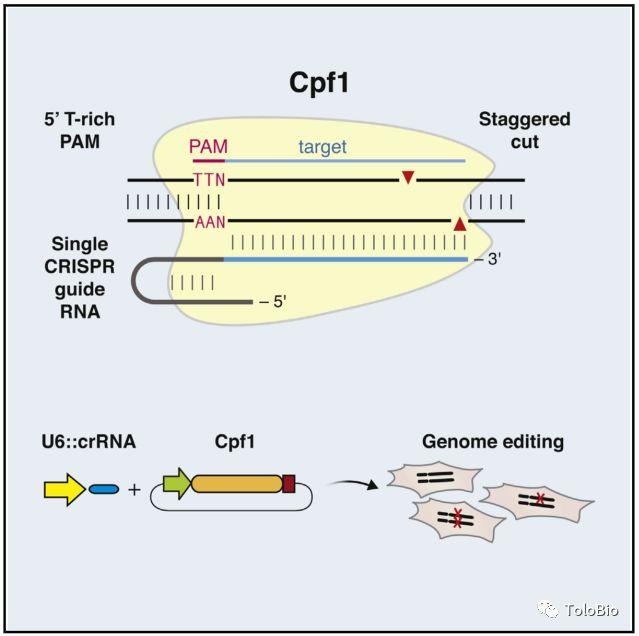 科普丨CRISPR的发现故事 ！ - 知乎