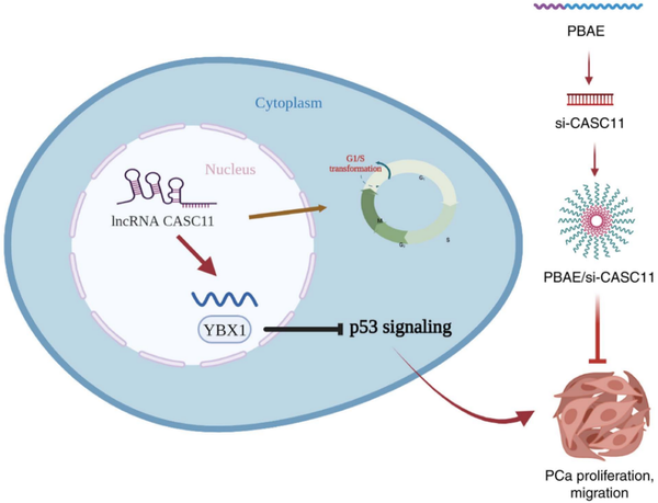 学术助力 | LncRNA CASC11通过与YBX1作用抑制p53途径以促进前列腺癌进展 - 知乎