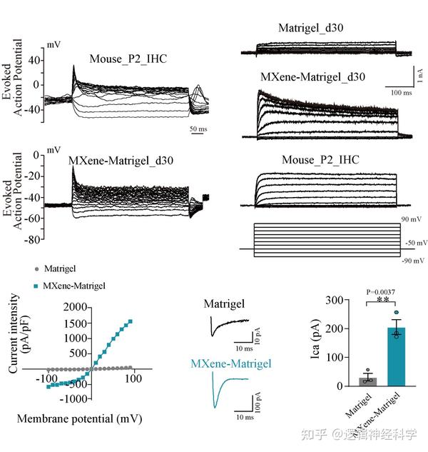 Adv Sci︱东南大学柴人杰团队柴人杰团队在耳蜗类器官功能性毛细胞再生方面取得重要进展 - 知乎