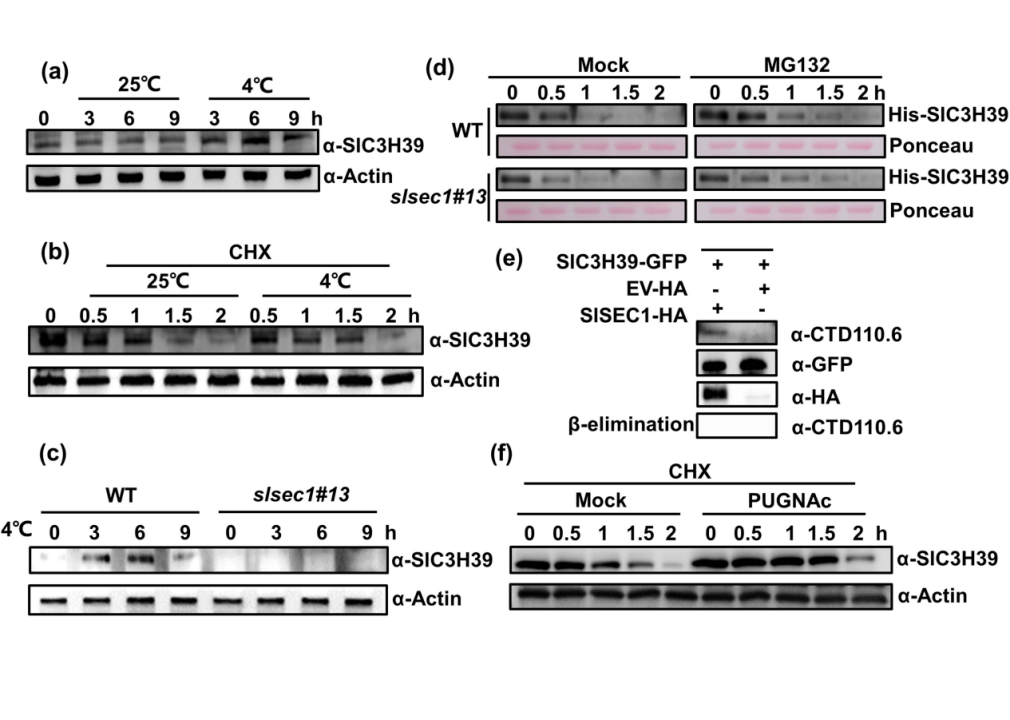 RIP-seq项目文章｜New Phytol发表番茄耐寒的转录后调控机制 - 知乎