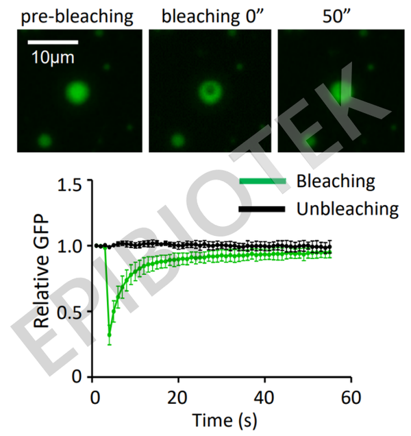 重磅推出| 蛋白相分离系列技术服务：相分离形成能力预测与鉴定、相分离功能验证 - 知乎
