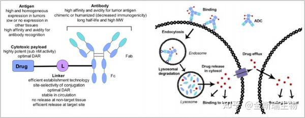 支持siRNA靶向递送与ADC研究，金斯瑞蛋白定点修饰技术成果发表在BIOCONJUGATE CHEM杂志！ - 知乎