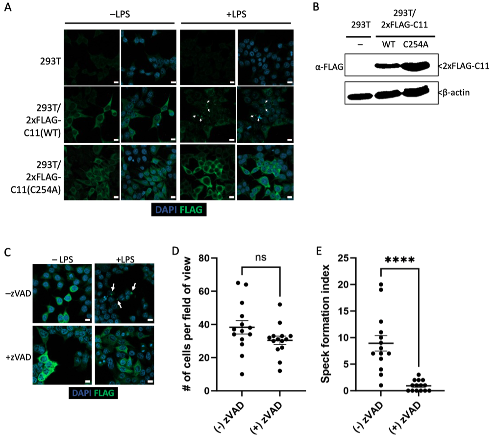 eLife丨小鼠Caspase-11的催化活性和自处理作用介导了胞浆内LPS的非经典炎症小体组装 - 知乎